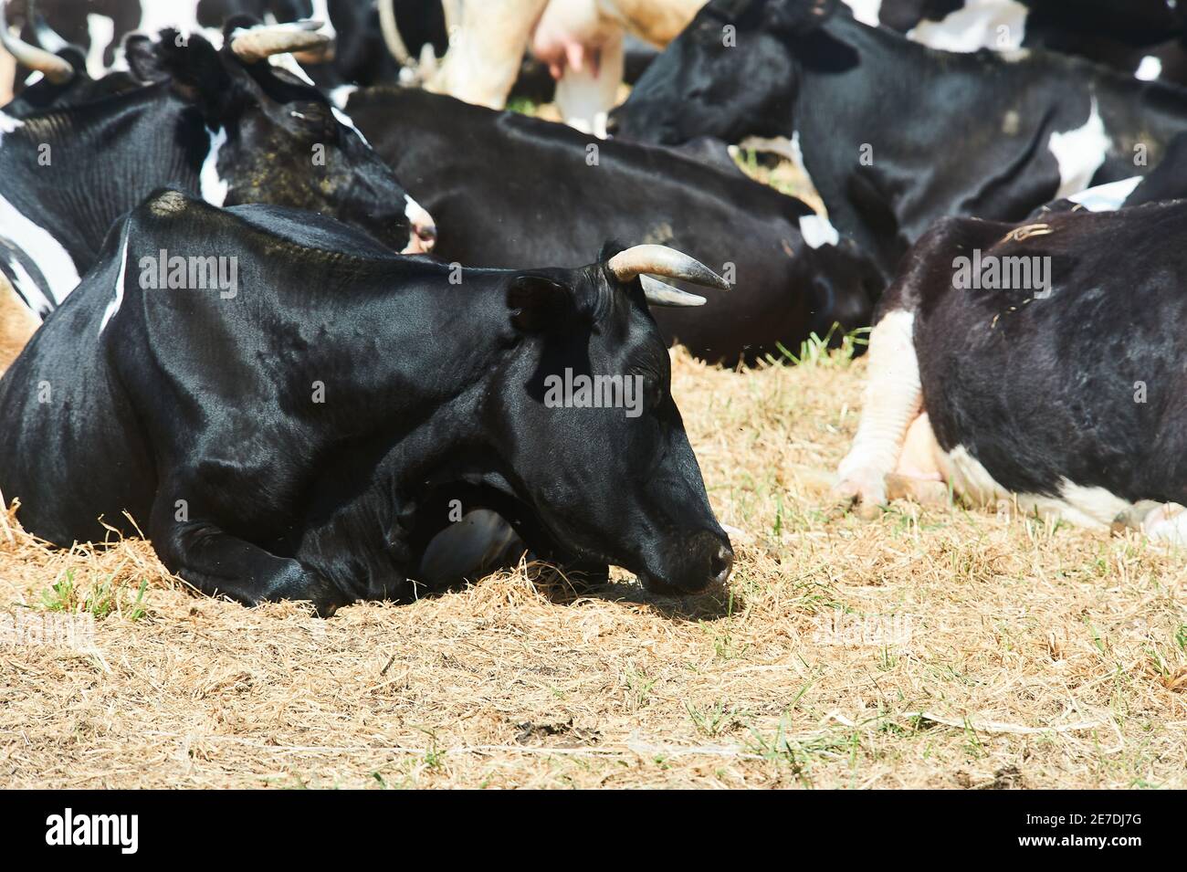Resting a hoof hi-res stock photography and images - Alamy
