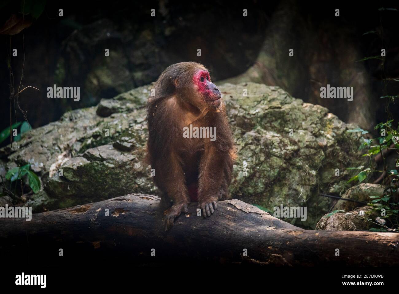 Tricky Eating High Resolution Stock Photography and Images - Alamy