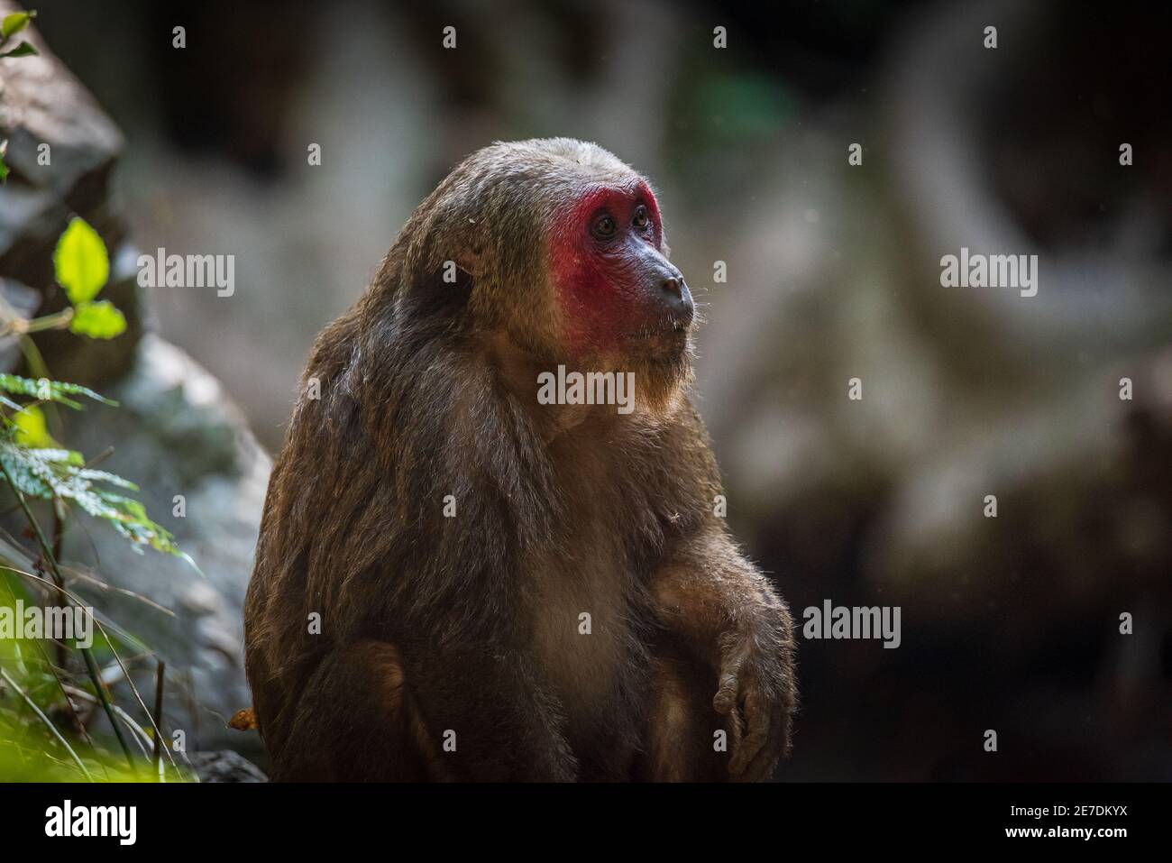 Bear macaque hi-res stock photography and images - Alamy