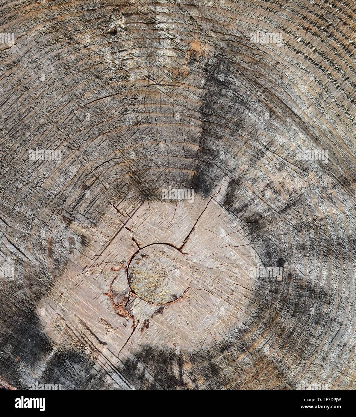 Close up of old aged weathered cracked wood profile surface texture log ...