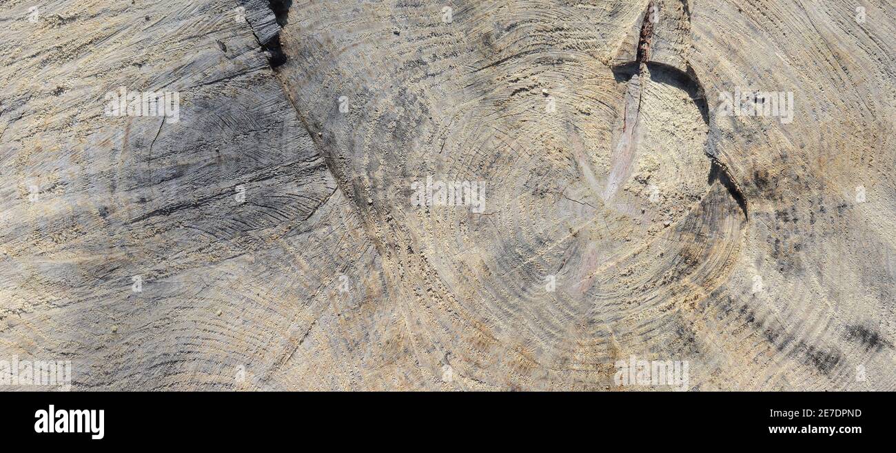 Close up of old aged weathered cracked wood profile surface texture log ...