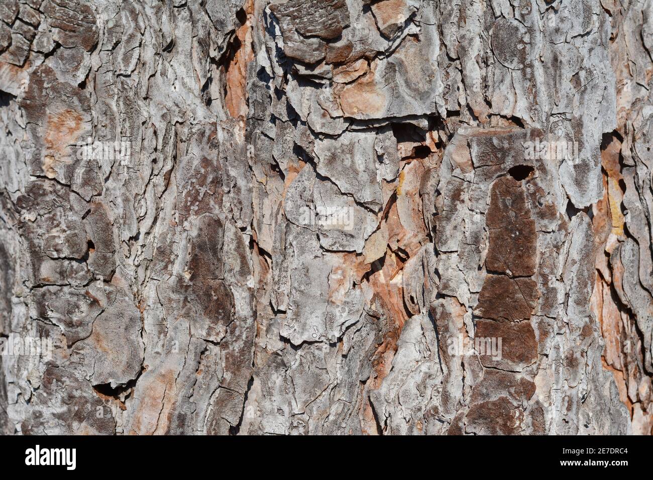 Close up of old aged weathered cracked wood profile surface texture log ...