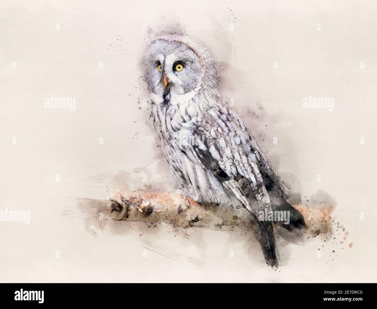 Great grey owl. Watercolor Illustration Stock Photo - Alamy
