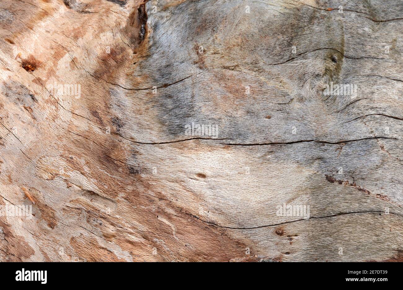 Gnarly lumber hi-res stock photography and images - Alamy