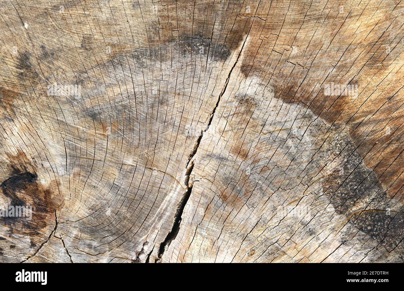 Close up of old aged weathered cracked wood profile surface texture log ...