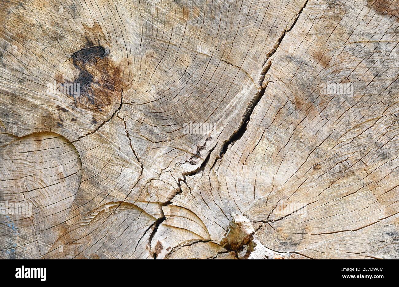 Close up of old aged weathered cracked wood profile surface texture log ...