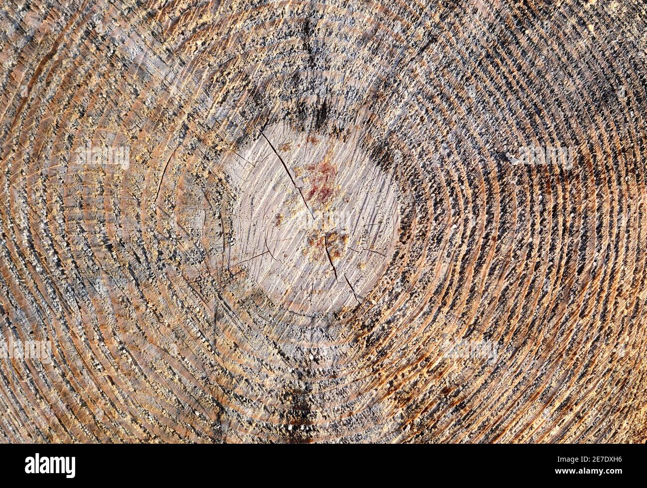 Close up of old aged weathered cracked wood profile surface texture log ...