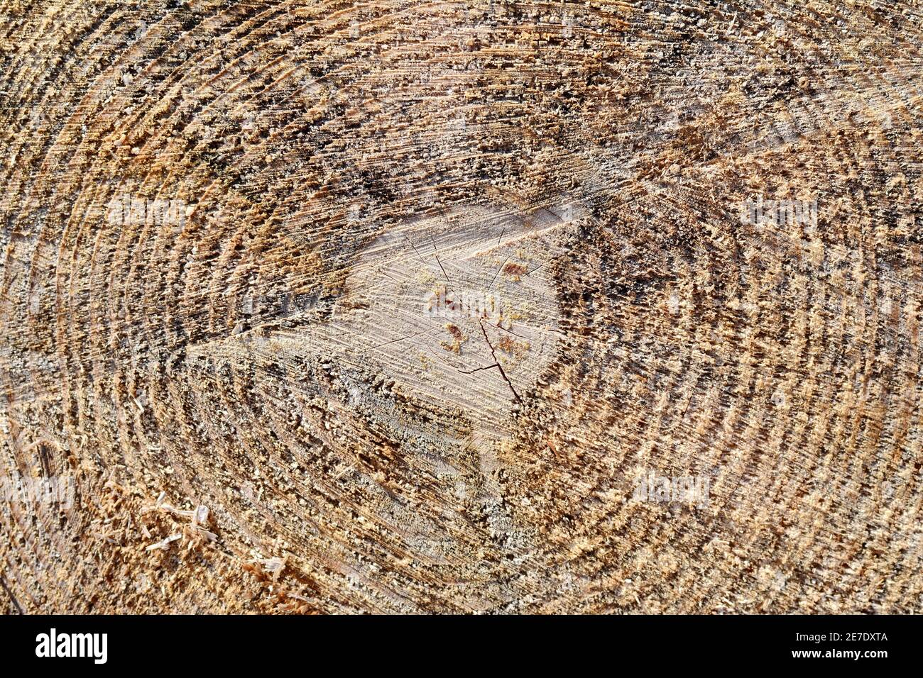 Close up of old aged weathered cracked wood profile surface texture log ...