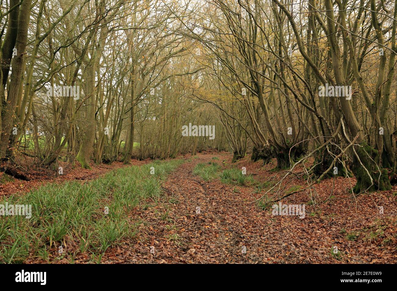 Cole woods hi-res stock photography and images - Alamy
