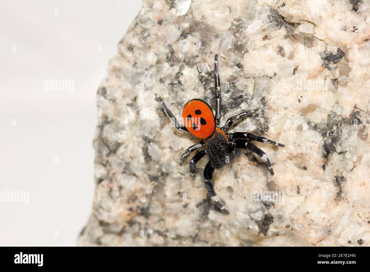 Velvet spider hi-res stock photography and images - Alamy