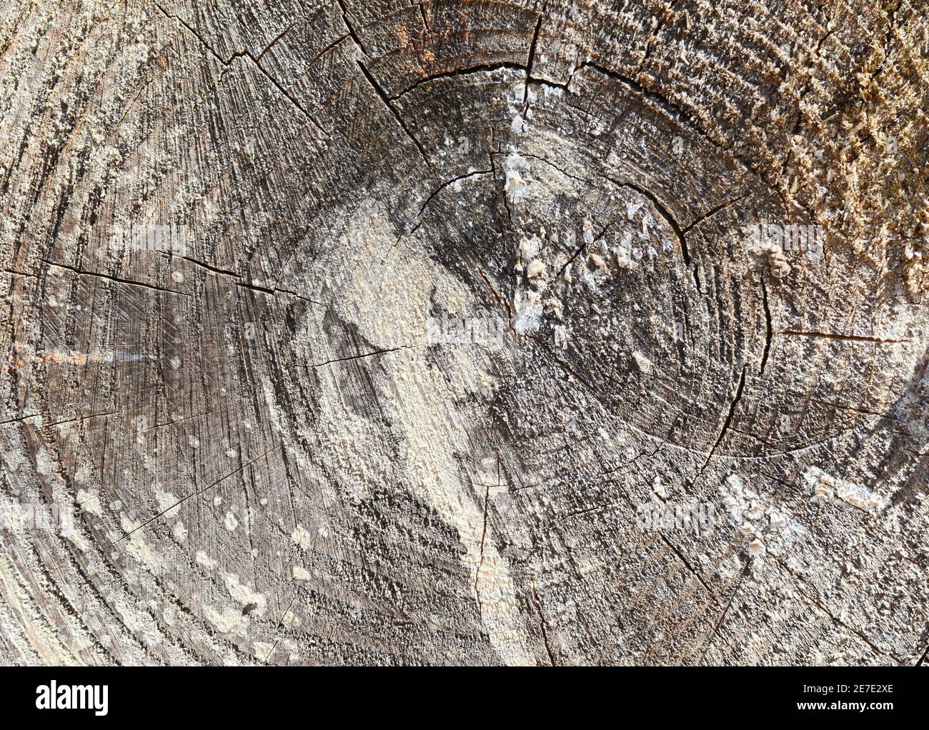 Close up of old aged weathered cracked wood profile surface texture log ...