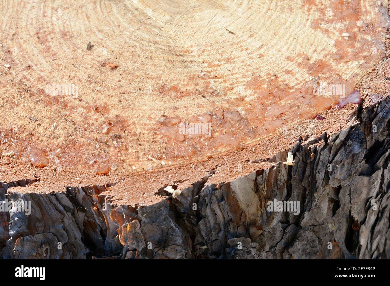 Close up of old aged weathered cracked wood profile surface texture log ...