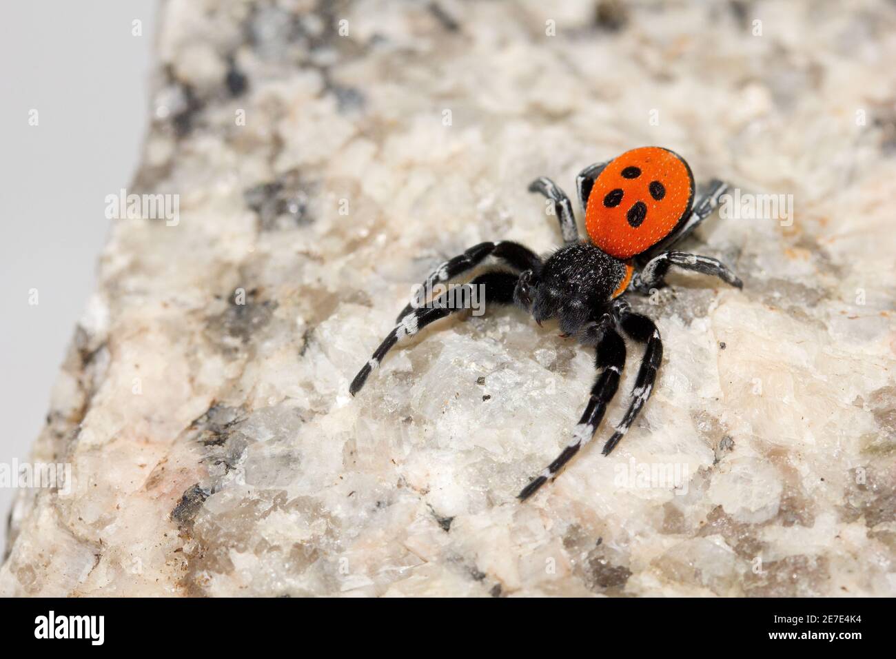 Velvet spider male (Eresus walckenaerius Stock Photo - Alamy