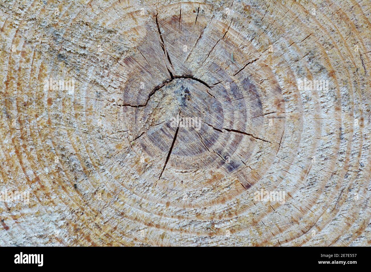 Close up of old aged weathered cracked wood profile surface texture log ...