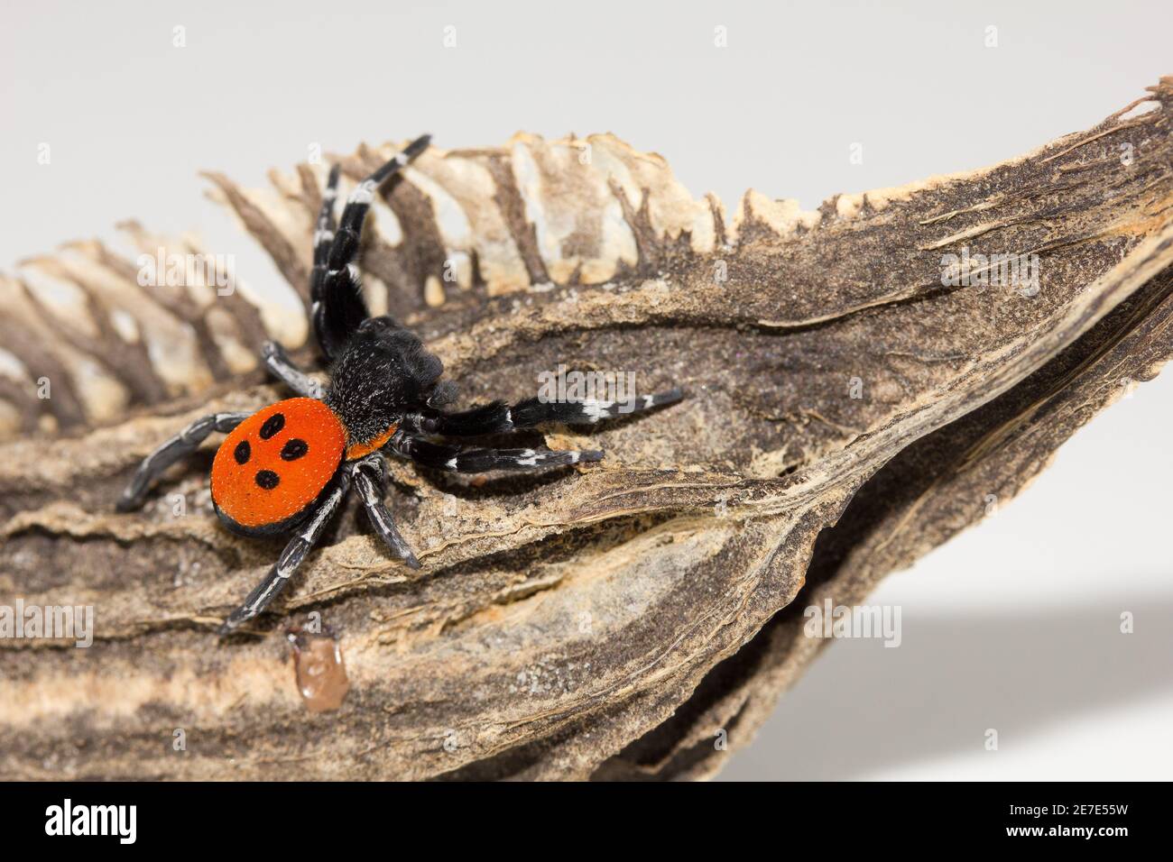 Velvet spider male (Eresus walckenaerius Stock Photo - Alamy