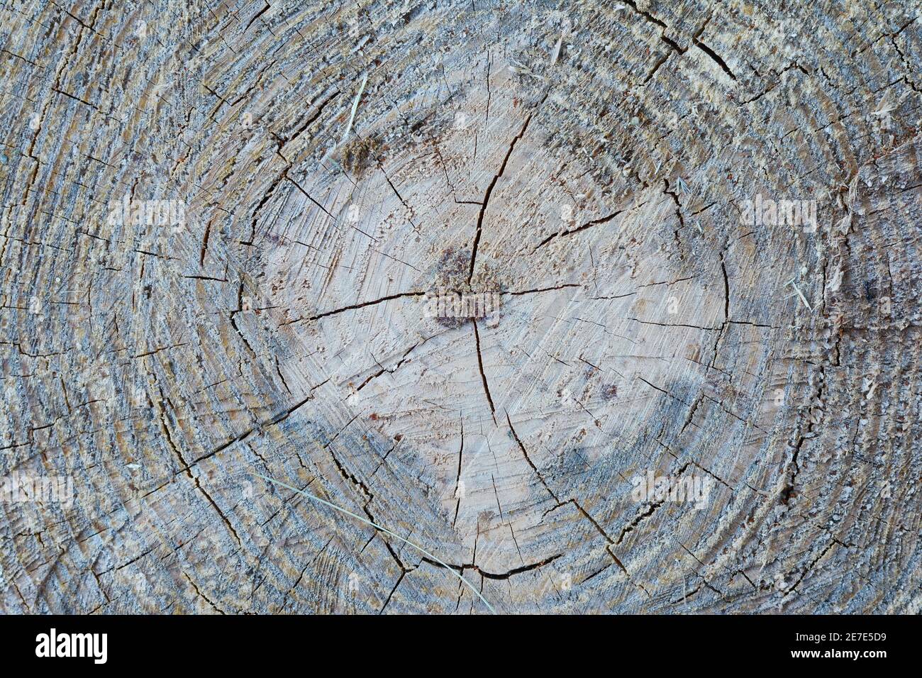Close up of old aged weathered cracked wood profile surface texture log ...