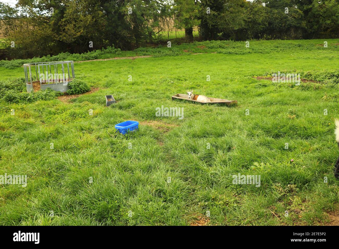 Livestock on a farm in Hertfordshire Stock Photo - Alamy