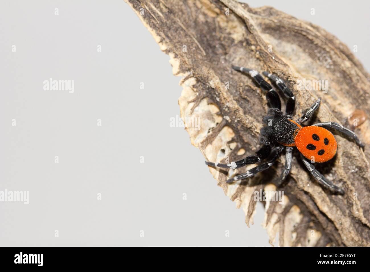 Velvet spider male (Eresus walckenaerius Stock Photo - Alamy