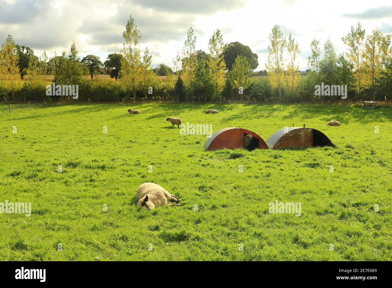 Livestock on a farm in Hertfordshire Stock Photo - Alamy