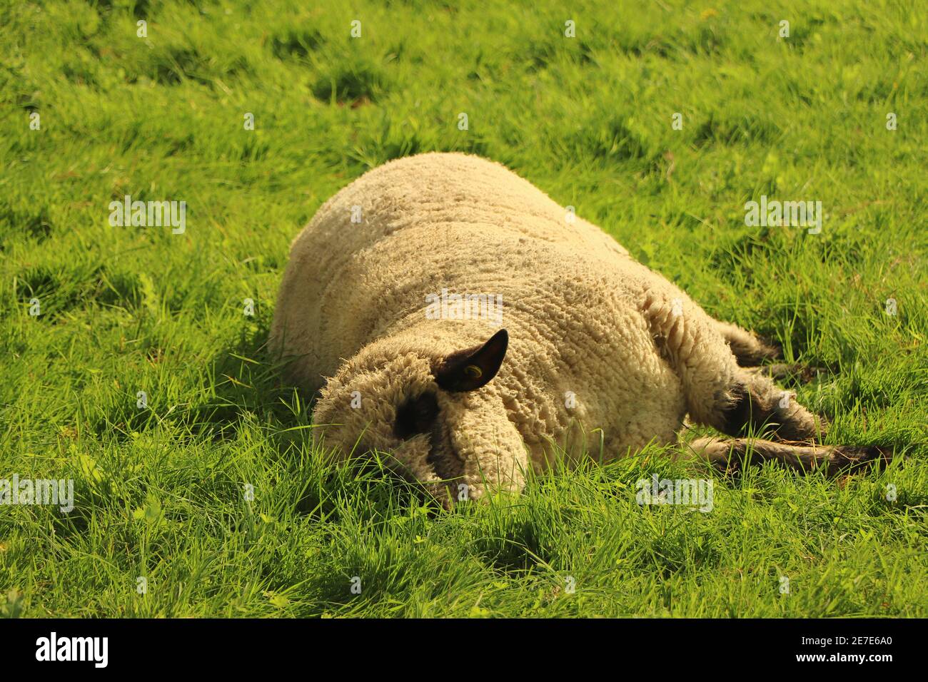 Livestock on a farm in Hertfordshire Stock Photo - Alamy