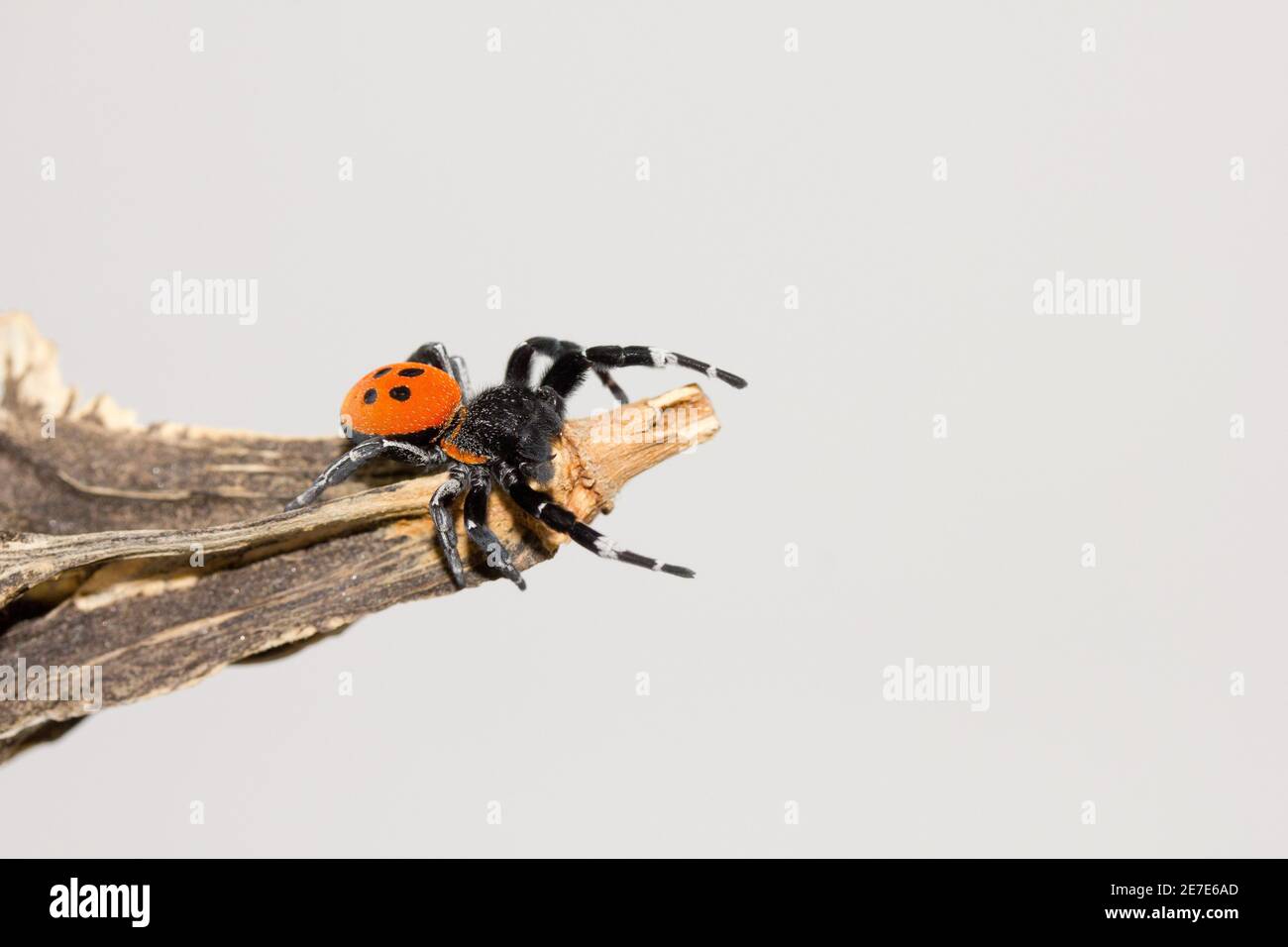 Velvet spider male (Eresus walckenaerius Stock Photo - Alamy