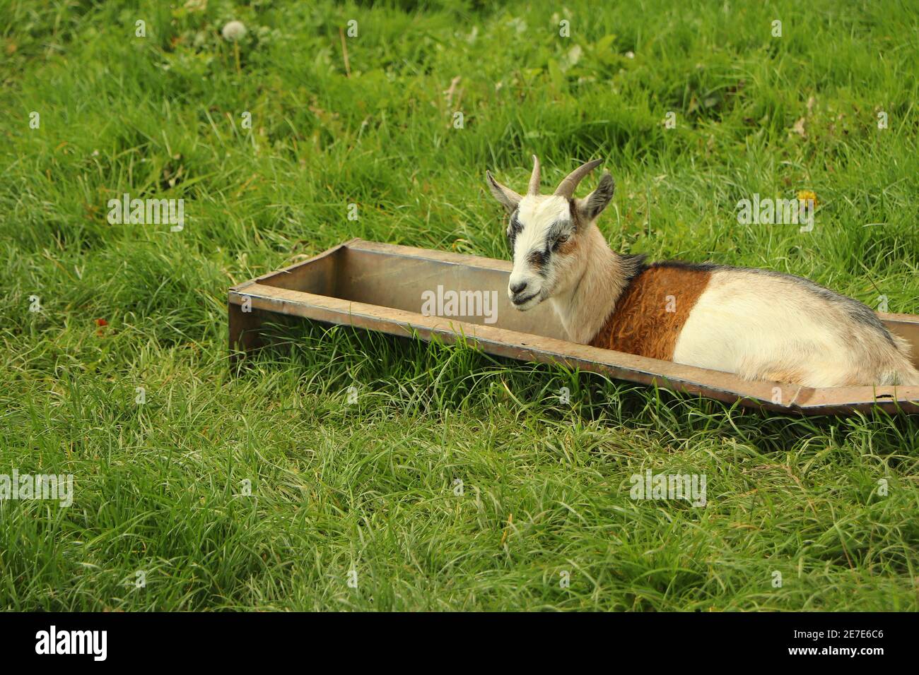 Livestock on a farm in Hertfordshire Stock Photo - Alamy