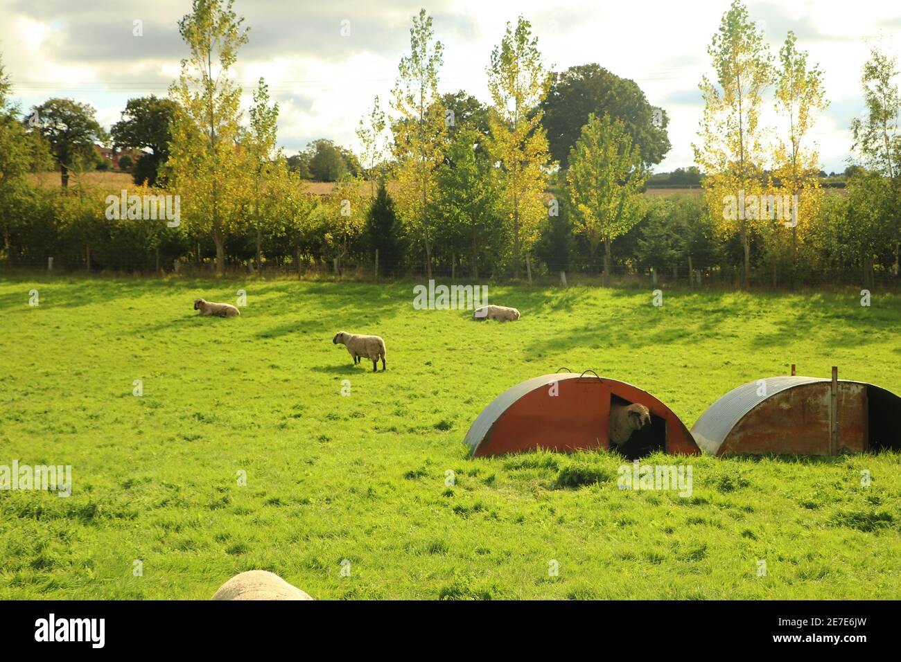 Livestock on a farm in Hertfordshire Stock Photo - Alamy