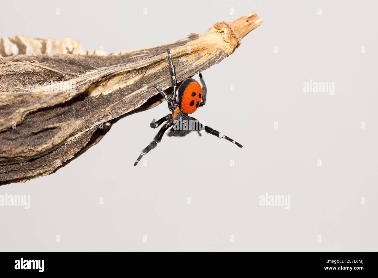 Velvet spider male (Eresus walckenaerius Stock Photo - Alamy
