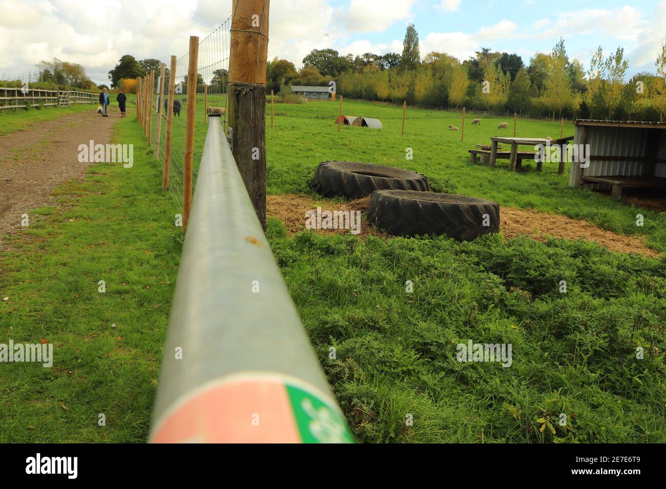 Livestock on a farm in Hertfordshire Stock Photo - Alamy
