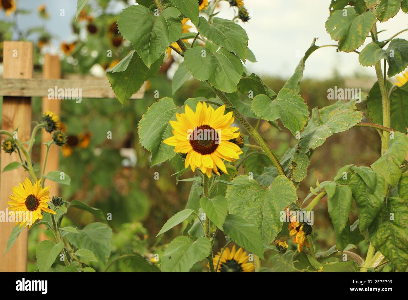 Thick stem of sunflower hi-res stock photography and images - Alamy