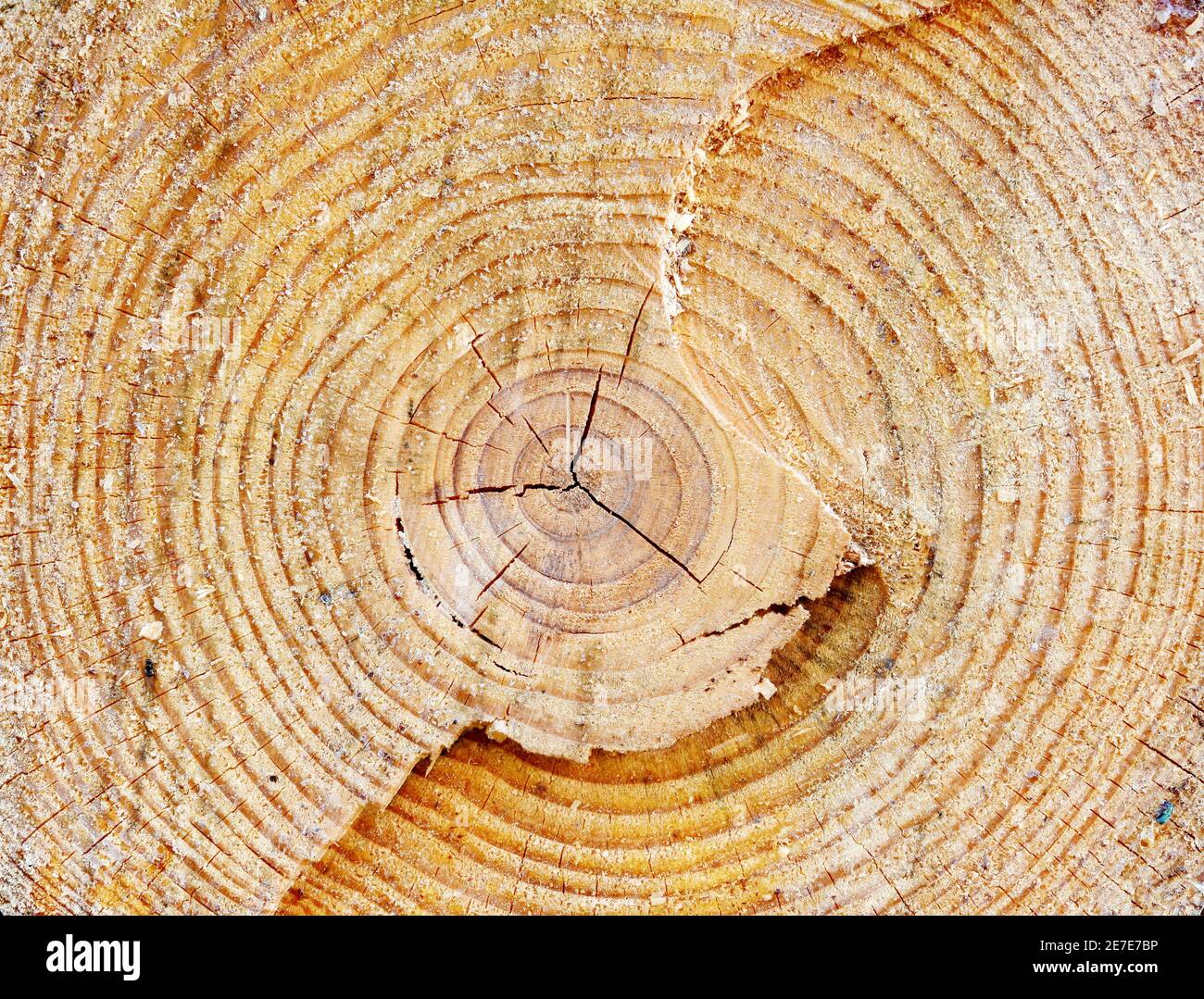 Close up of old aged weathered cracked wood profile surface texture log ...