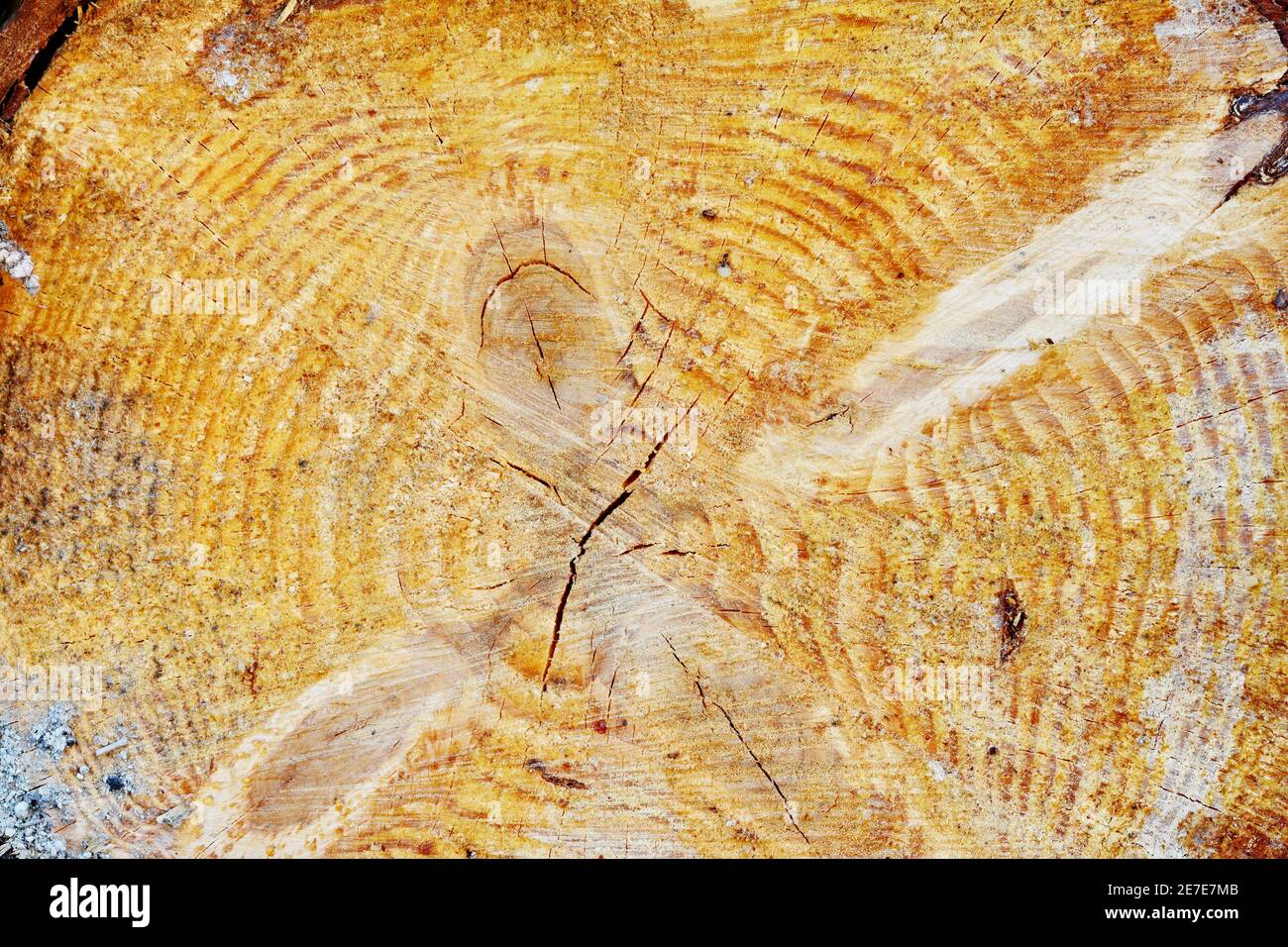 Close up of old aged weathered cracked wood profile surface texture log ...