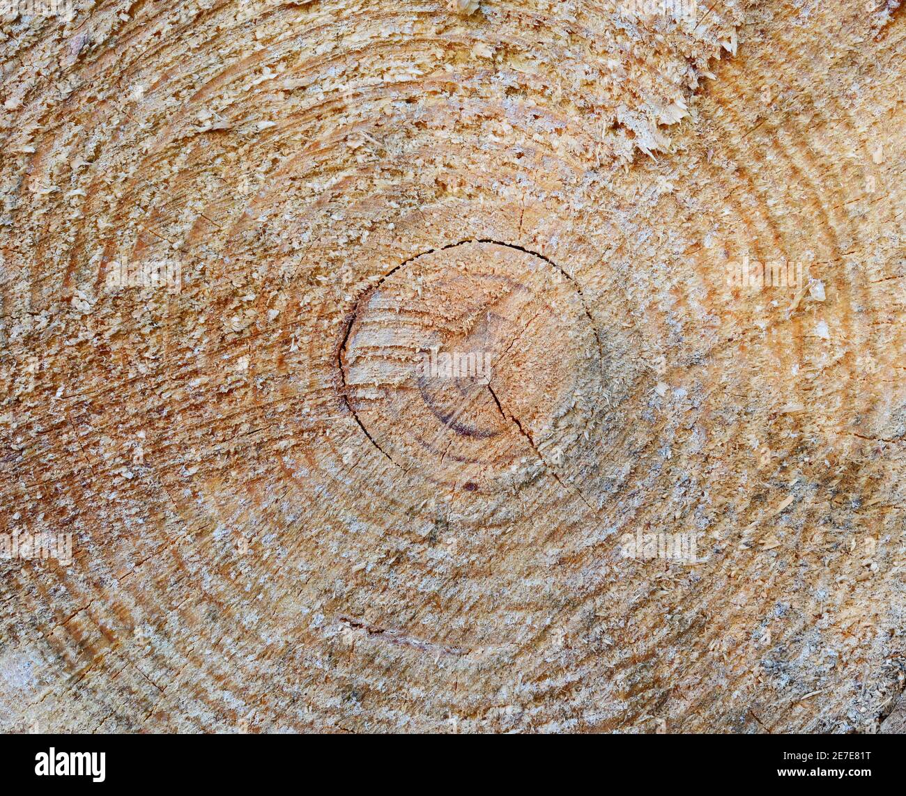 Close up of old aged weathered cracked wood profile surface texture log ...