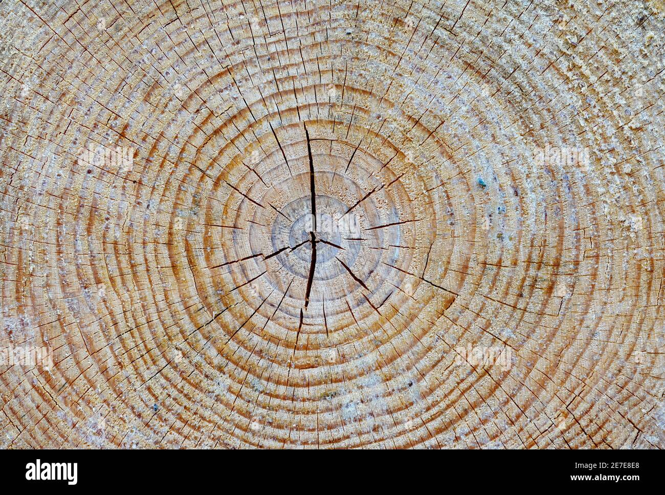 Close up of old aged weathered cracked wood profile surface texture log ...