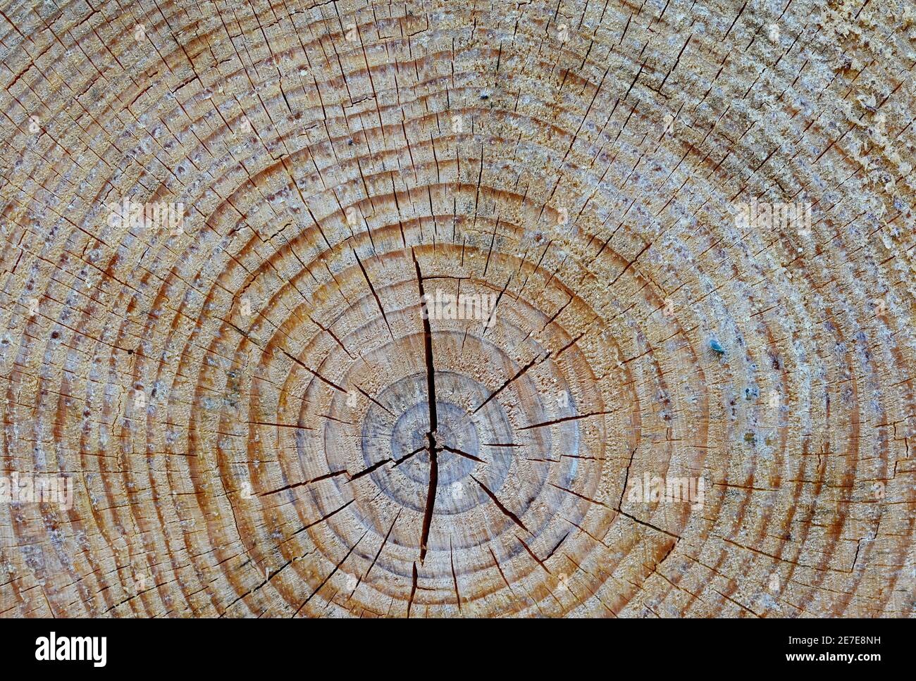 Close up of old aged weathered cracked wood profile surface texture log ...