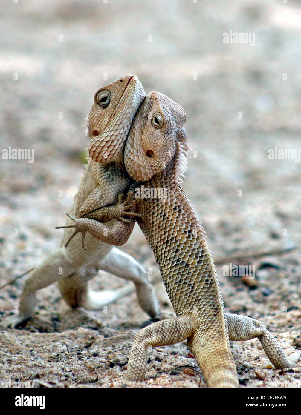 Chameleons in india hi-res stock photography and images - Alamy