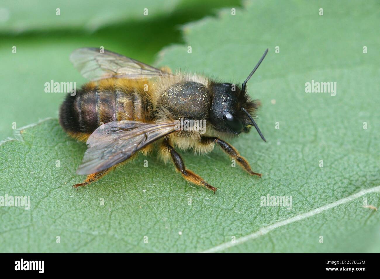 A female horned mason bee, Osmia bicornis resting on a green leaf Stock ...