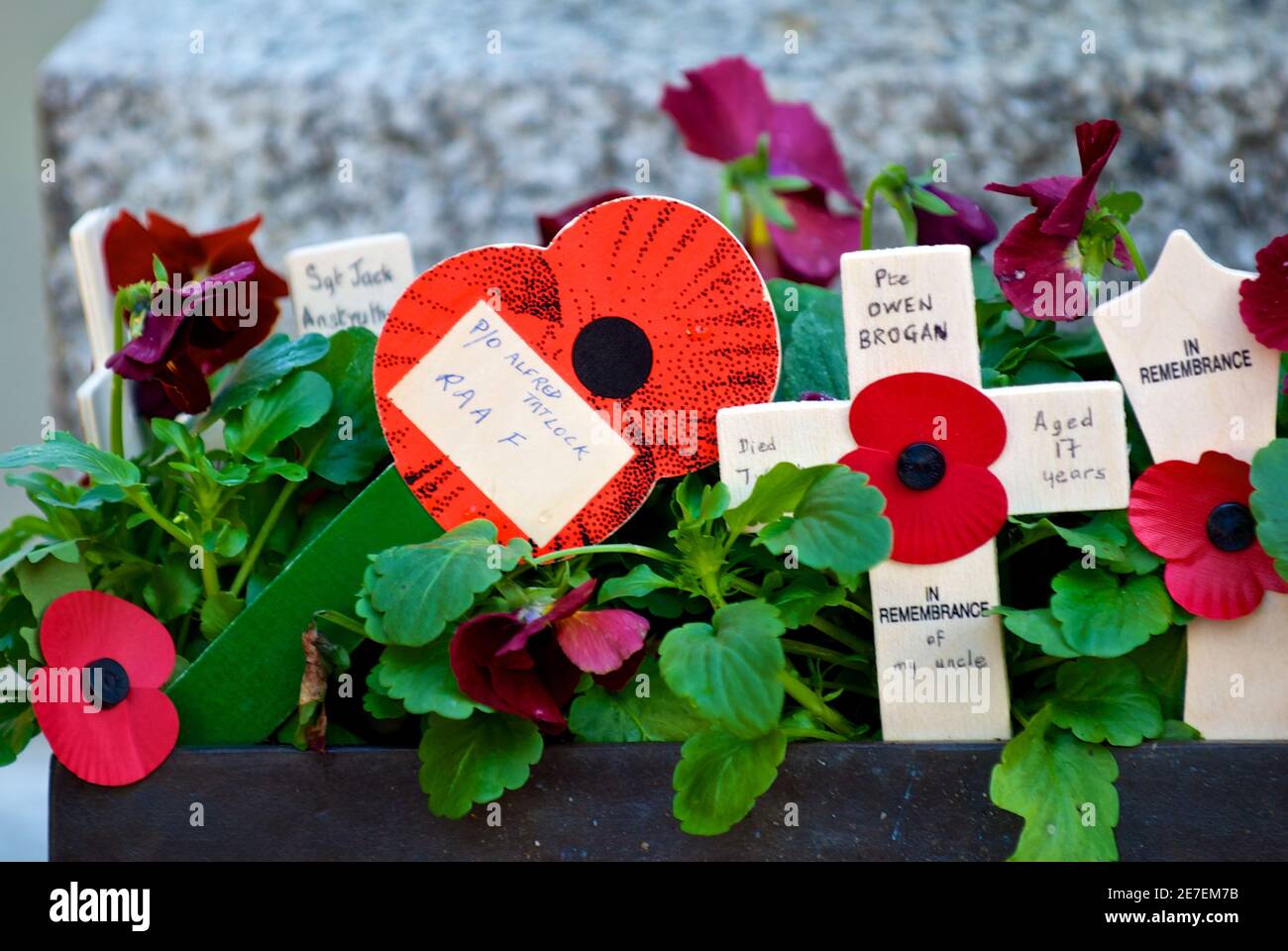 Remembrance Day 11 November in London Stock Photo - Alamy