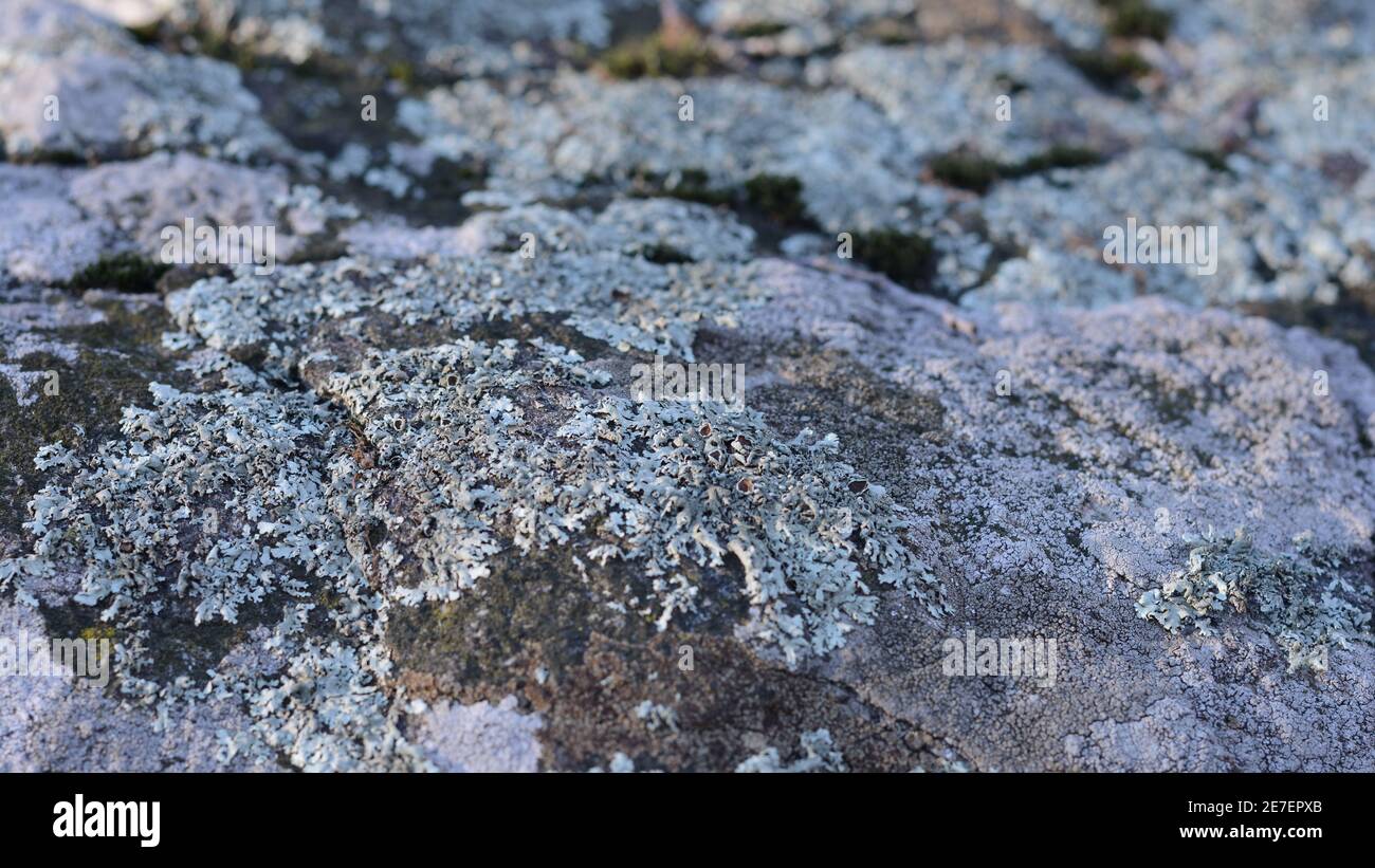 Stone texture close up detail Stock Photo - Alamy