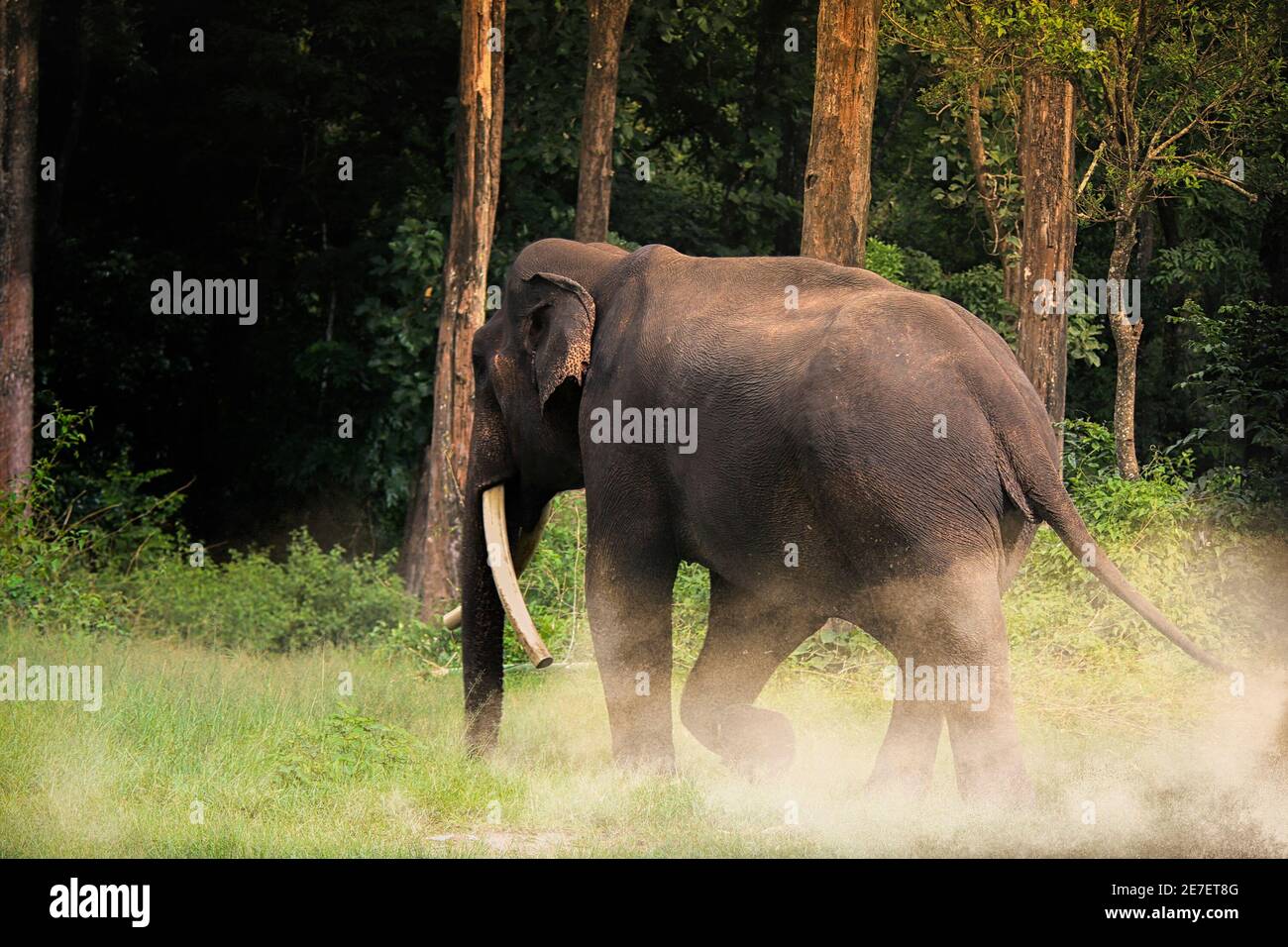 Elephant running hi-res stock photography and images - Alamy