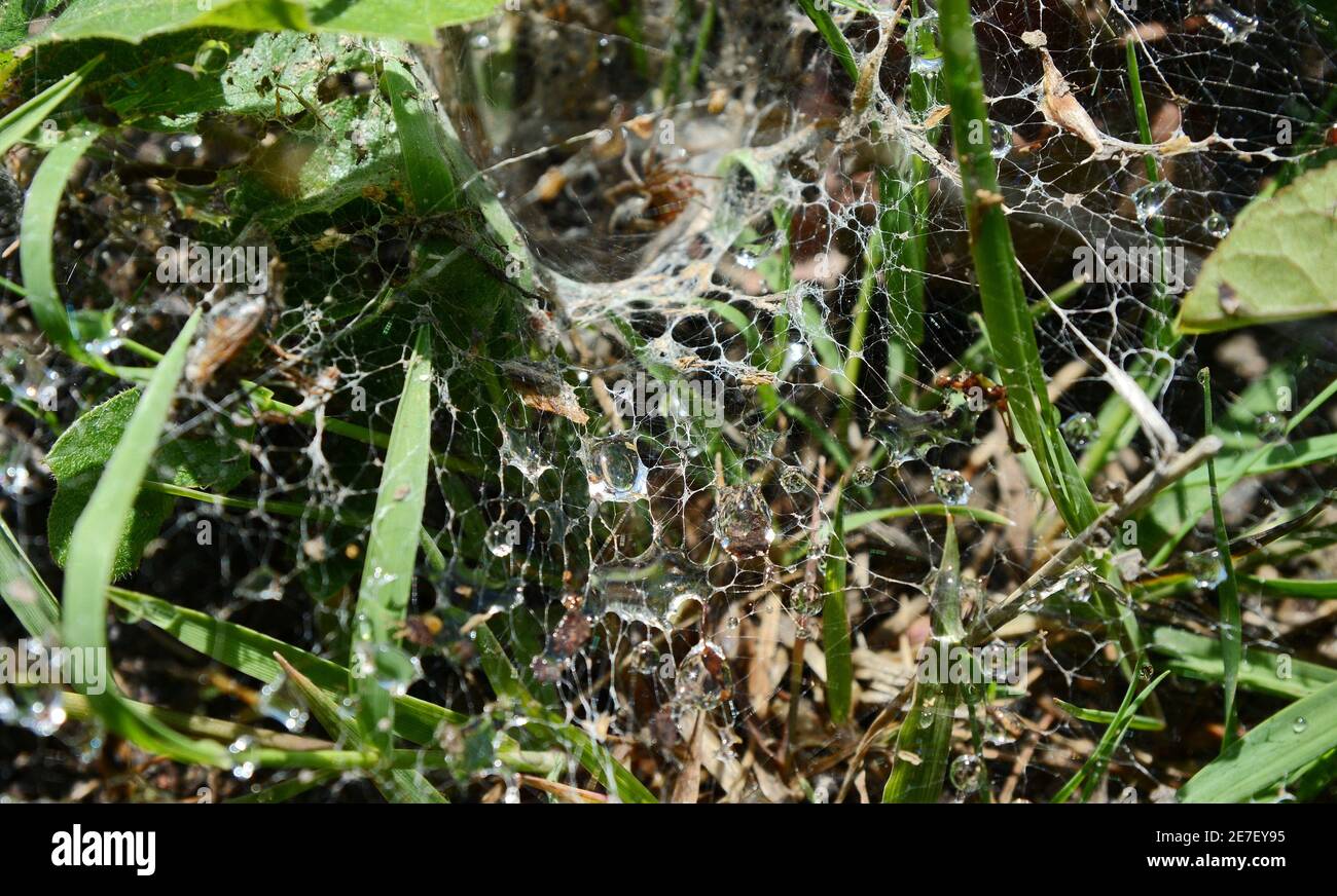 Close up of spider web with drops. Natural background. Droplets in ...