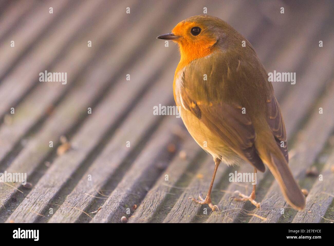 Sythen, NRW, Germany. 30th Jan, 2021. A European robin (Erithacus ...