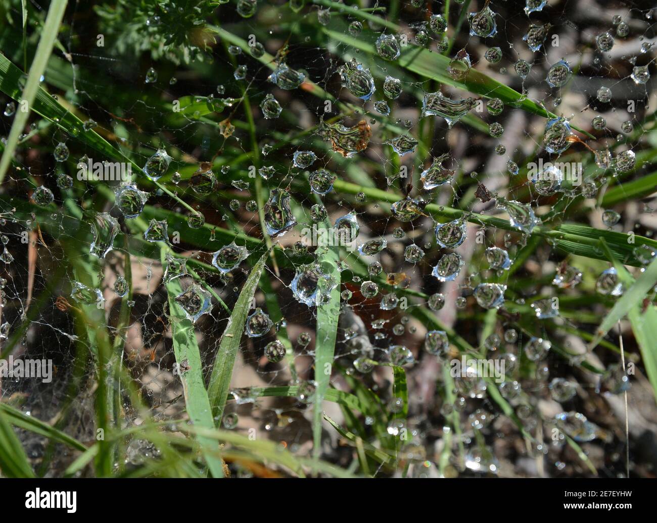 Close up of spider web with drops. Natural background. Droplets in ...