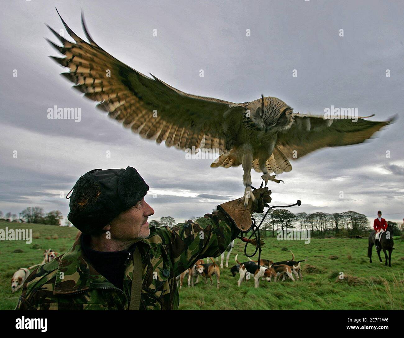 Eagle owl fox hi-res stock photography and images - Alamy