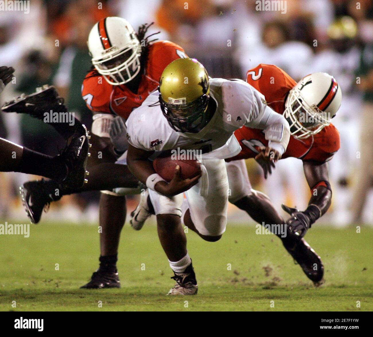 South florida bulls hi-res stock photography and images - Alamy