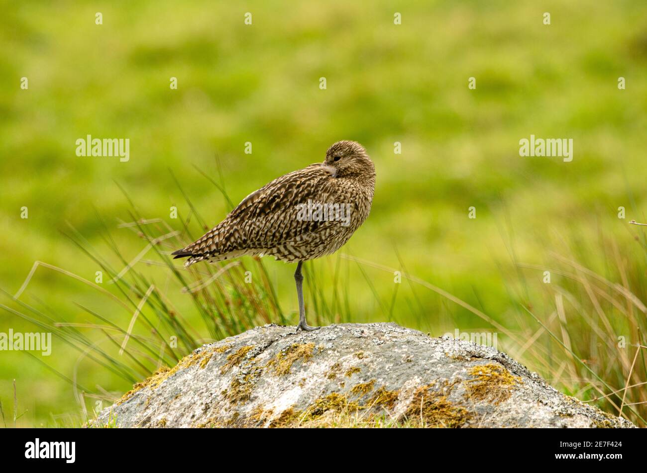 Roosting places for birds hi-res stock photography and images - Alamy