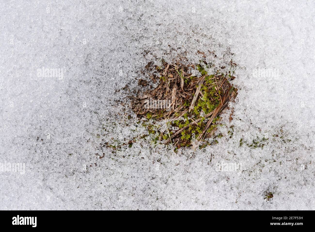 The end of winter. Snow photographed in the winter season, which ...
