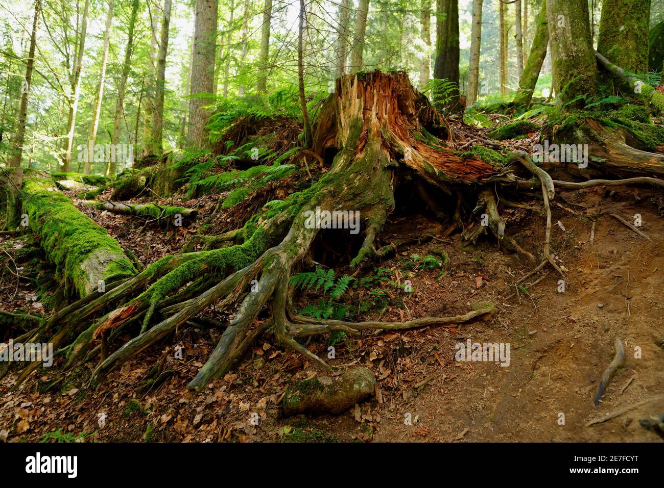 Dead snag moss hi-res stock photography and images - Alamy