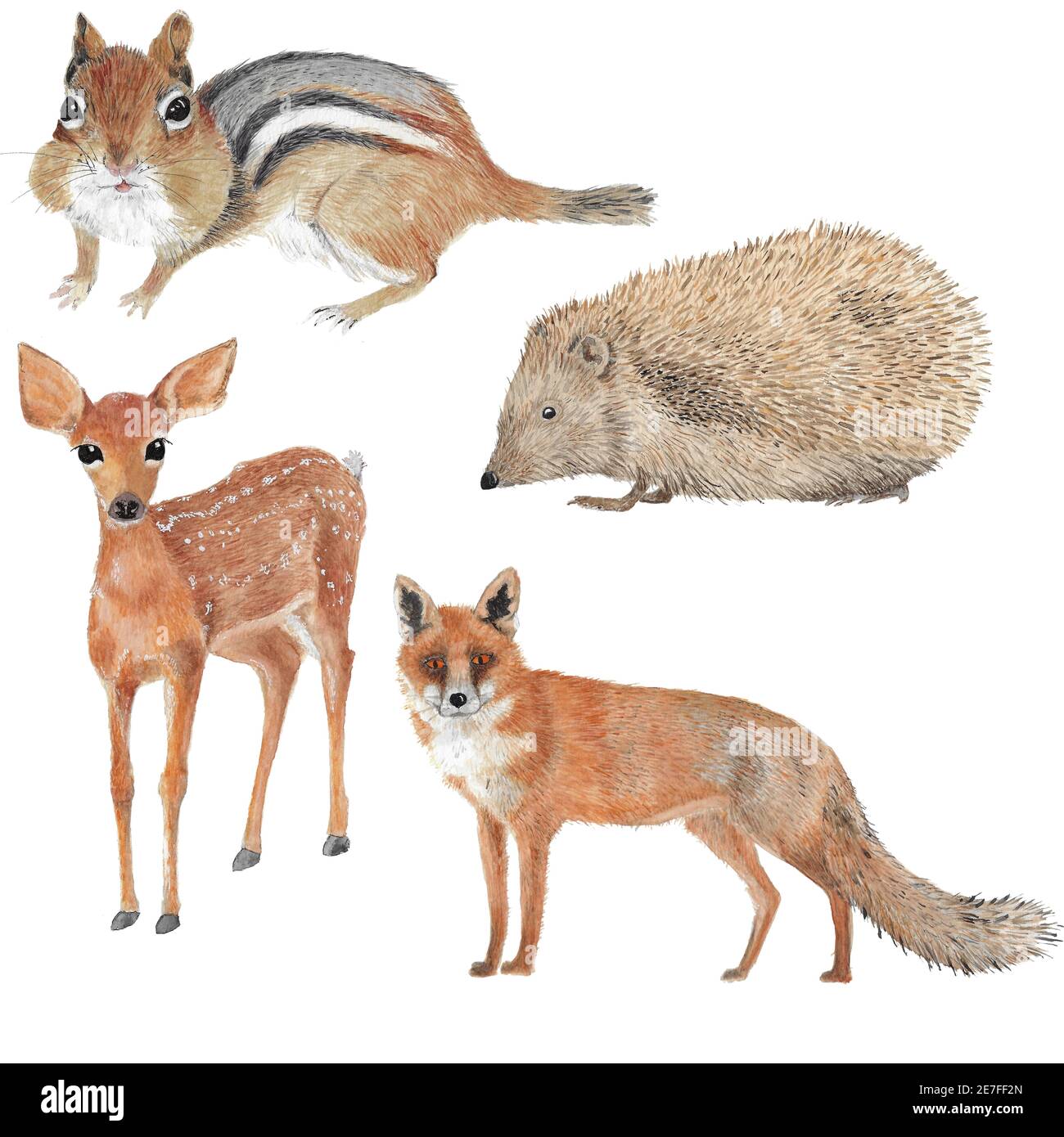 Four different forest animal illustrations in watercolor as fawn ...