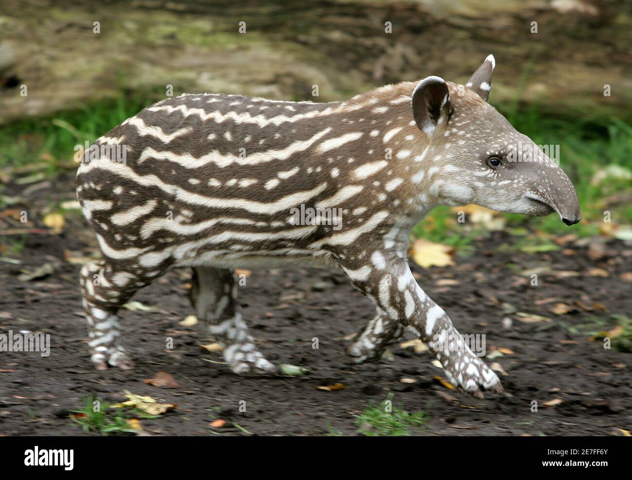 Tapir Enclosure High Resolution Stock Photography and Images - Alamy